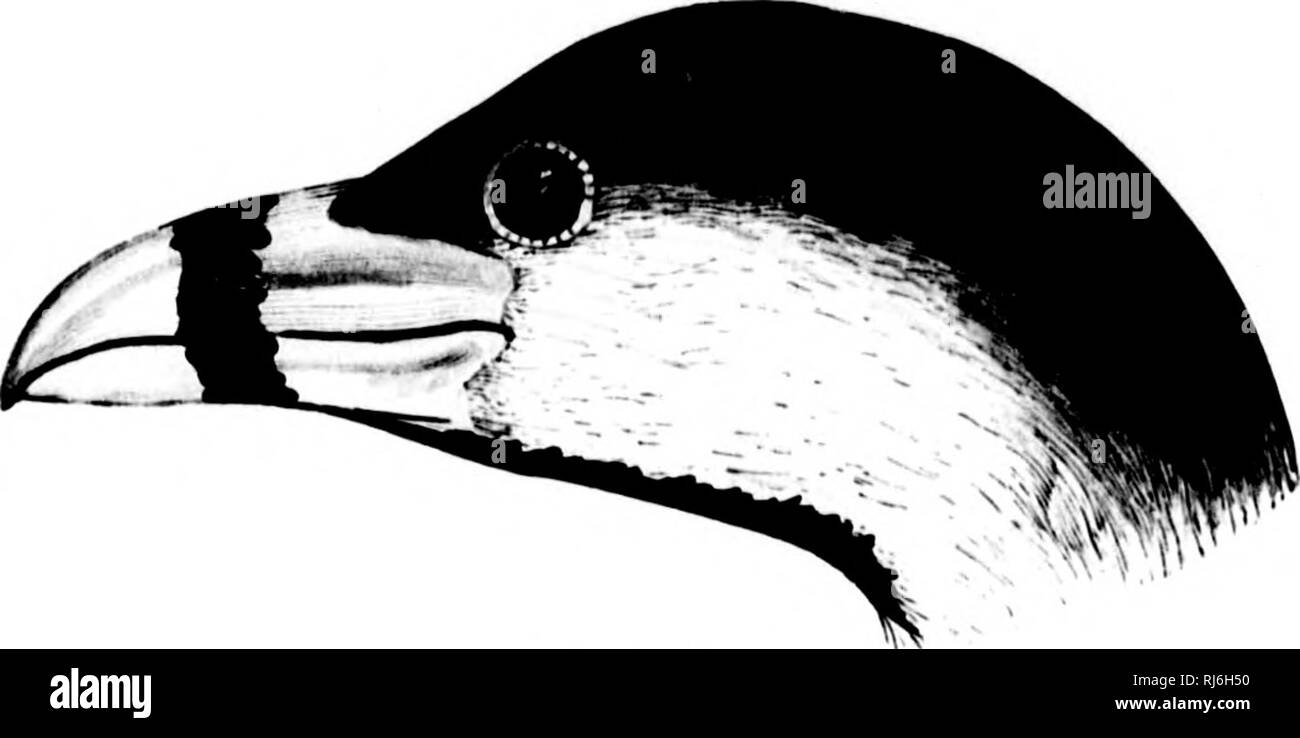 . The water birds of North America [microform]. Birds; Water-birds ...