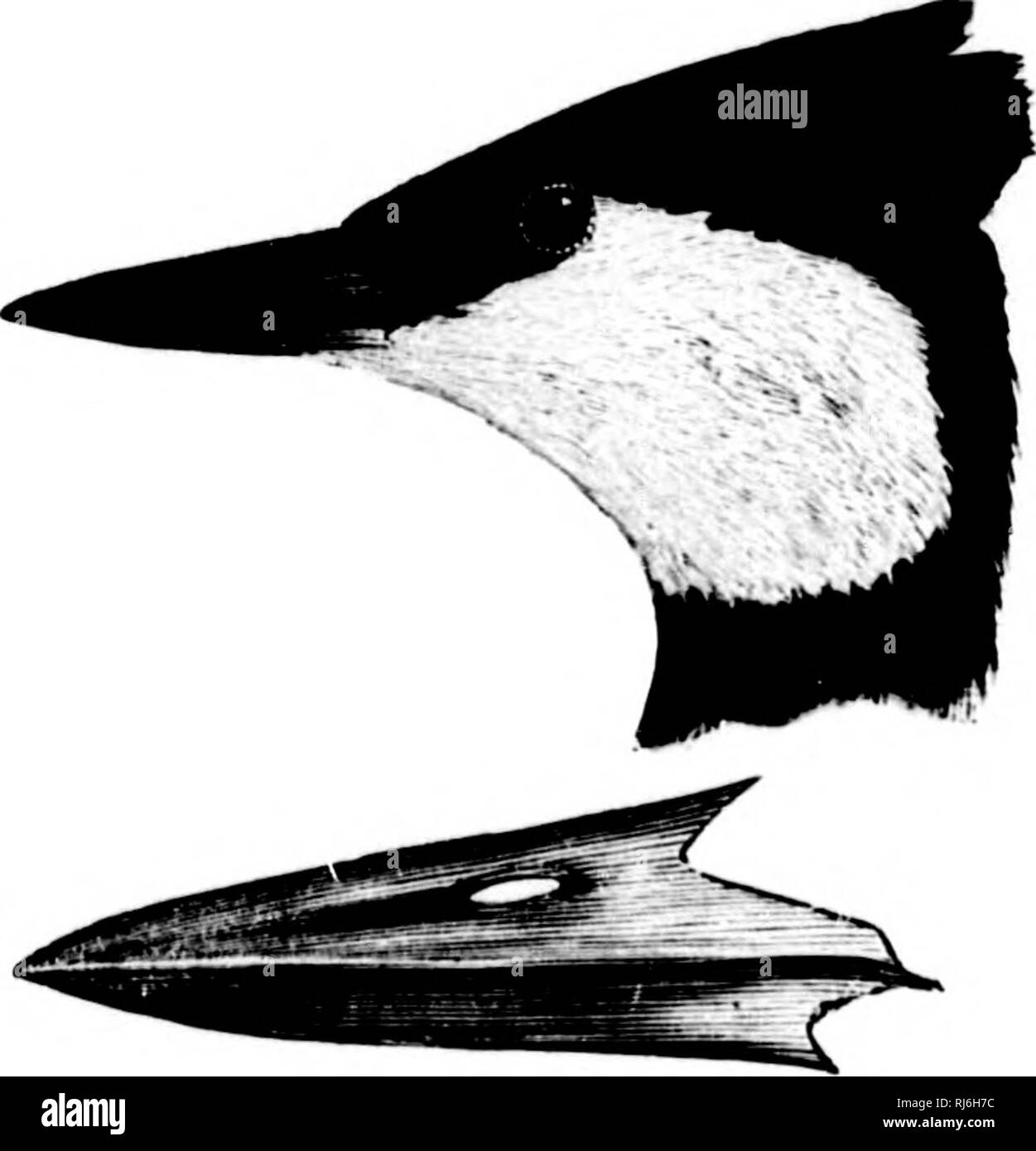 53 wing Cut Out Stock Images & Pictures - Alamy