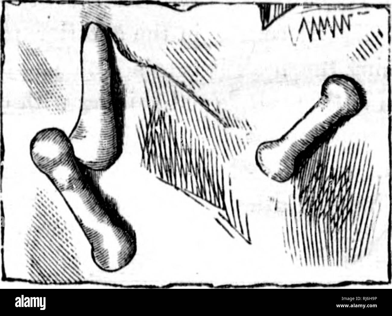 . On some fossils from the primordial rocks of Newfoundland [microform ...