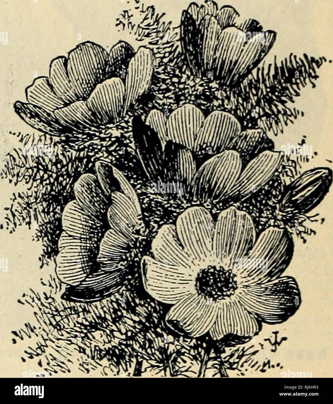 Adonis autumnalis hi-res stock photography and images - Alamy