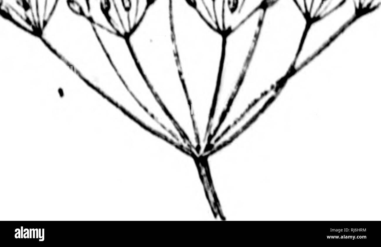 Panicle panicles Black and White Stock Photos & Images - Alamy