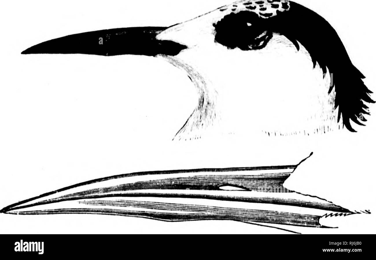 . The water birds of North America [microform]. Birds; Water-birds ...