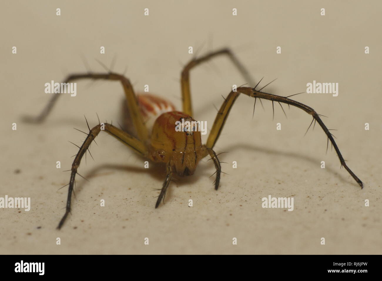 Spider isolated on white background Stock Photo - Alamy