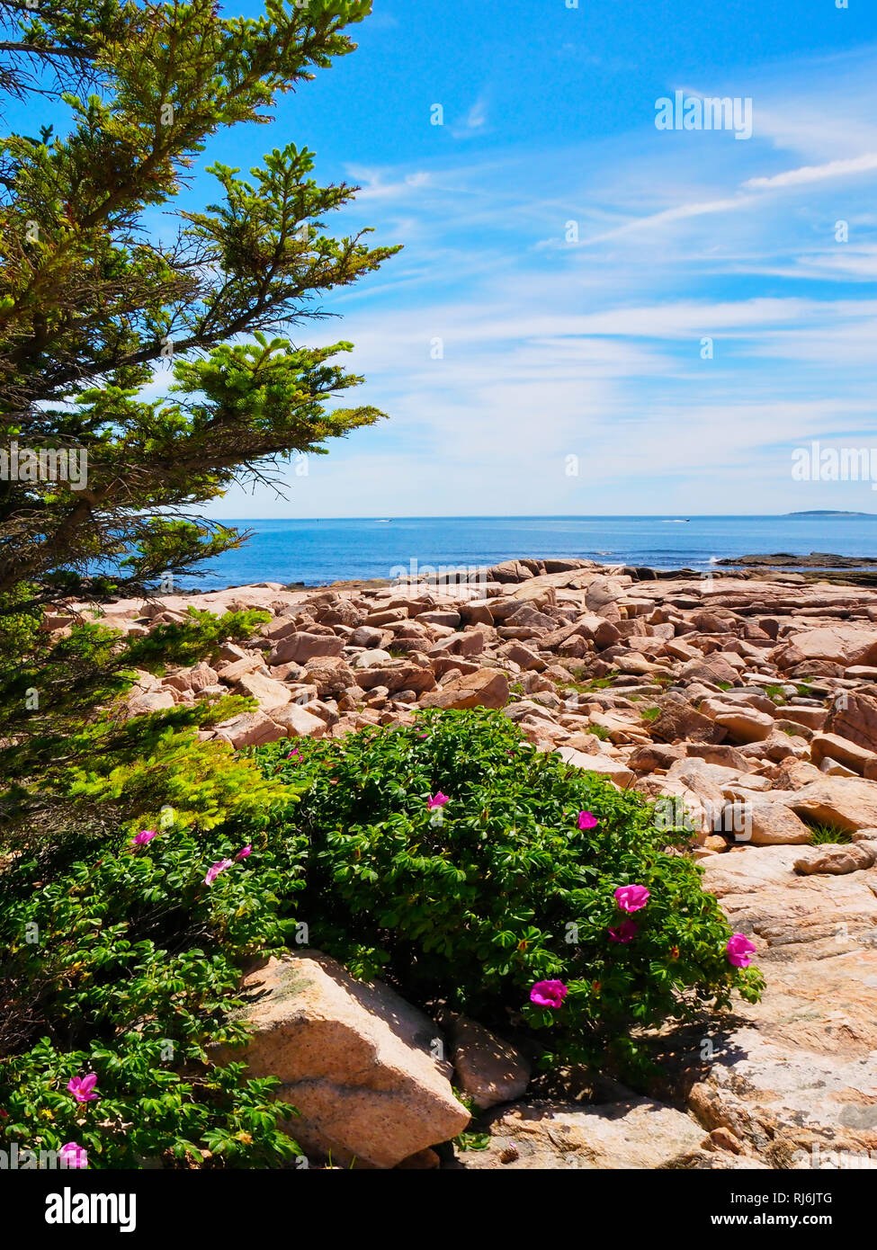 Ship Harbor Trail, Acadia National Park, Maine, USA Stock Photo - Alamy
