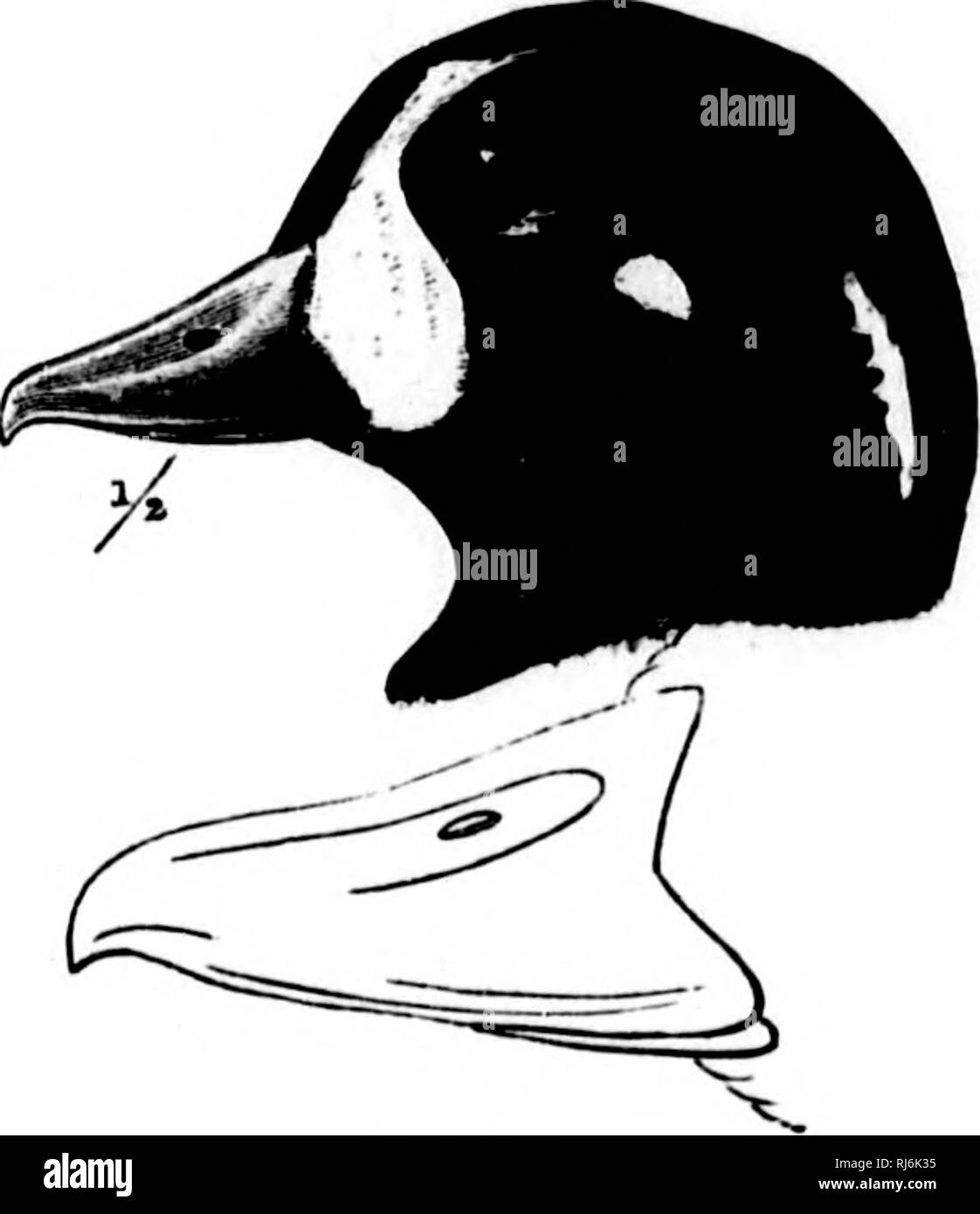 U tern Black and White Stock Photos & Images - Alamy