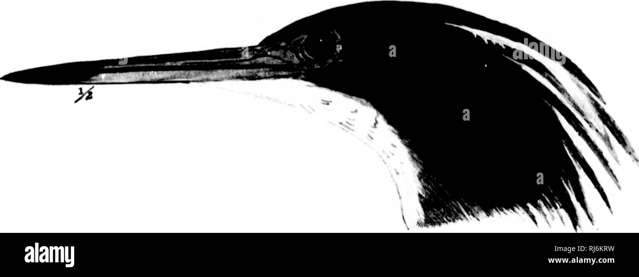 Elongated feathers Black and White Stock Photos & Images - Alamy