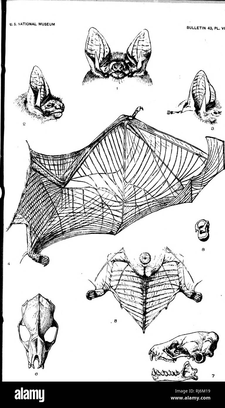 . A monograph of the bats of North America [microform]. Bats; Chauves ...
