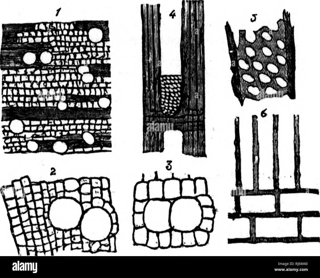. The fossil plants of the Devonian and Upper Silurian formations of ...