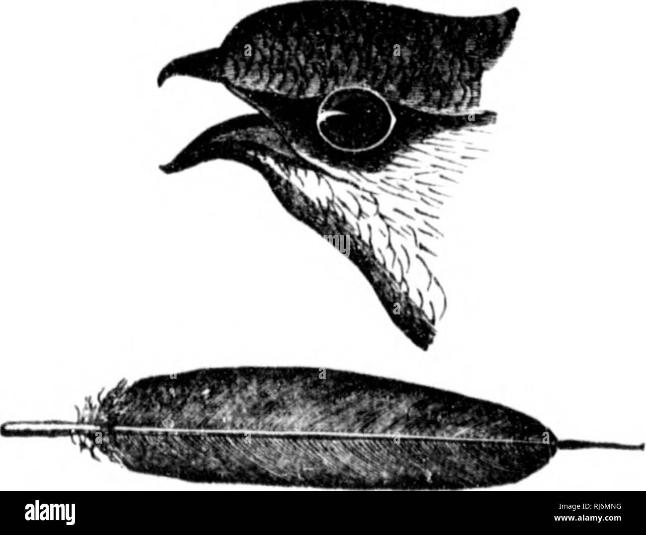 The swallow s tail hi-res stock photography and images - Alamy