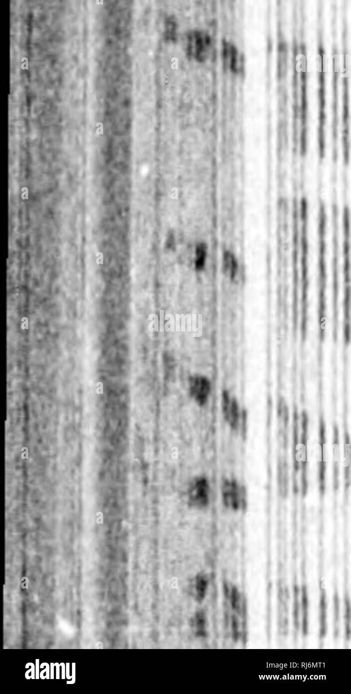 Microscopic fossils hi-res stock photography and images - Alamy