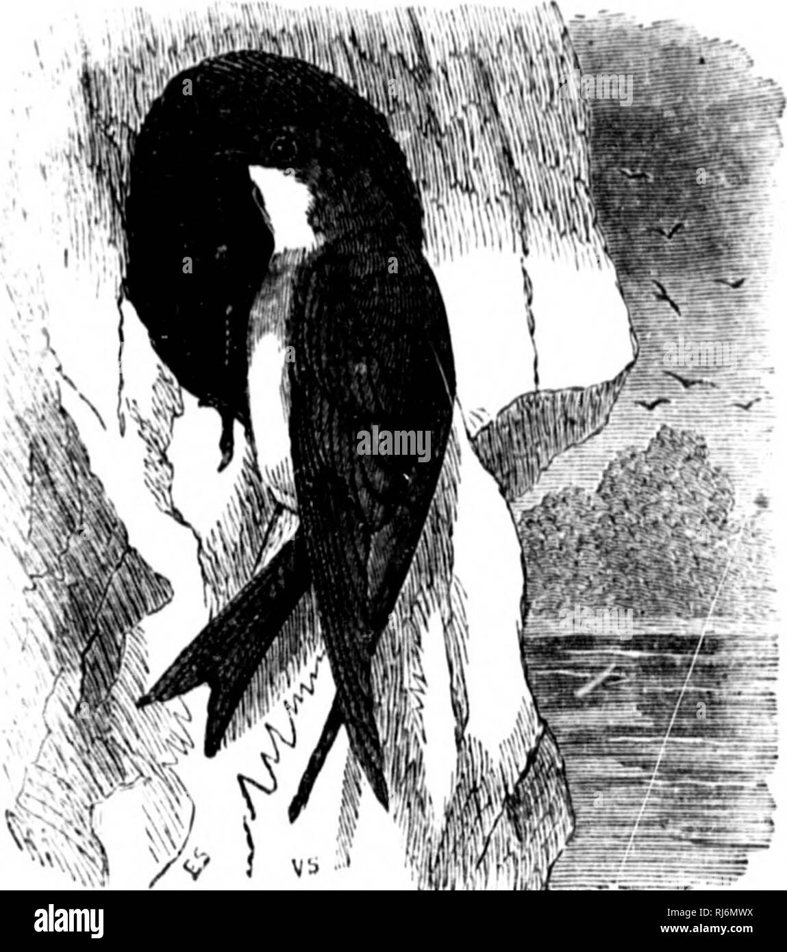 Triangular wing shape hi-res stock photography and images - Alamy