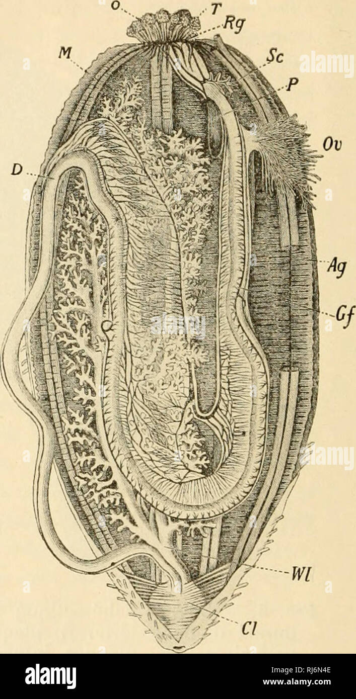 Asta rad hi-res stock photography and images - Alamy
