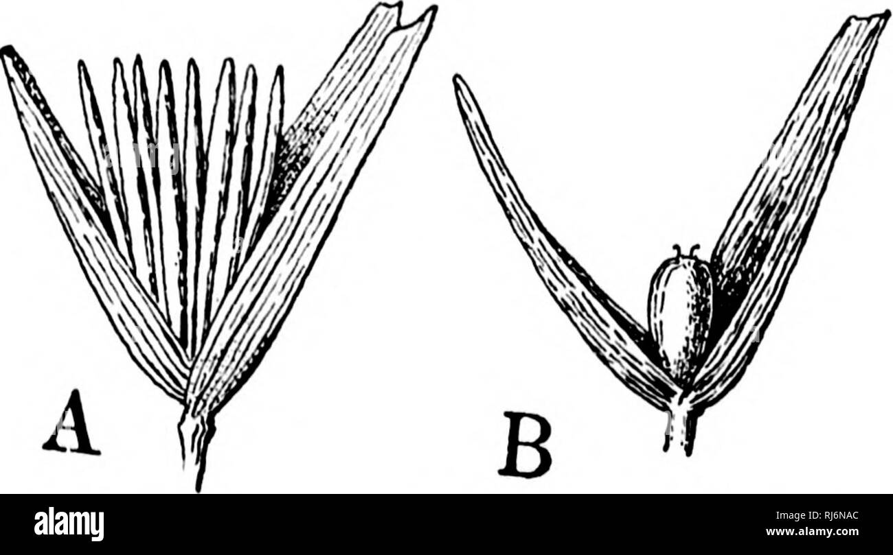 . Grasses of North America [microform] : the grasses classified ...