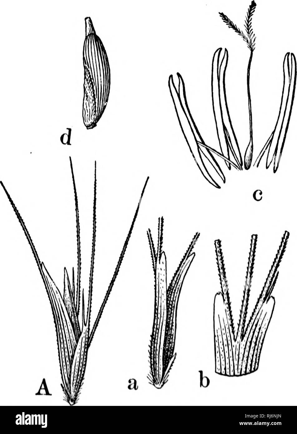 Sterile spikelet Cut Out Stock Images & Pictures - Alamy
