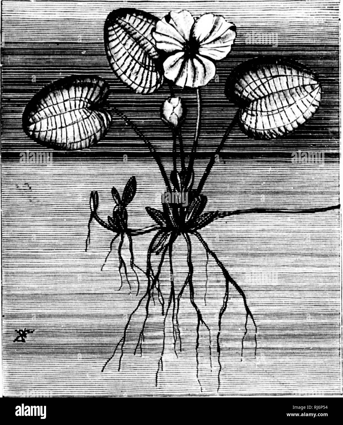 Why do we need insects hi-res stock photography and images - Alamy