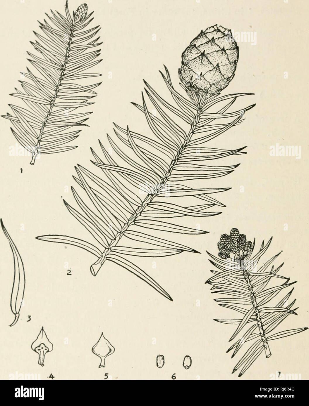 . Chinese economic trees. Trees -- China. 32 CHINESE ECONOMIC TREES ...