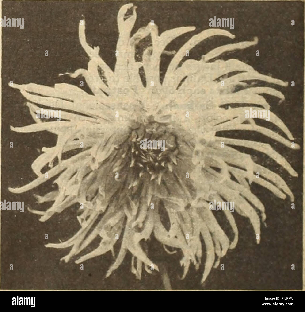 Warnaar hi-res stock photography and images - Alamy