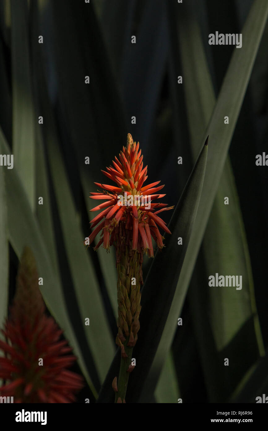 Beautiful close up of the flower pod of aloe vera with orange tubular ...