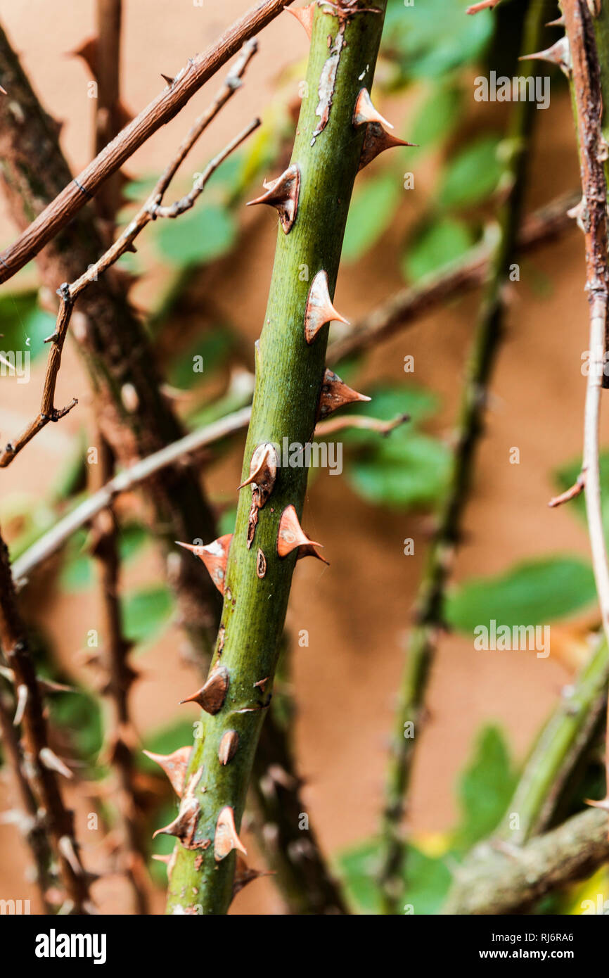 Passion flowers garden wall hi-res stock photography and images - Alamy