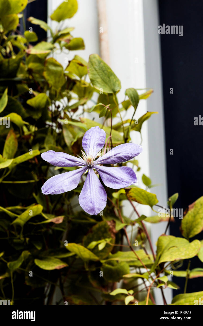 Trailing bouquet hi-res stock photography and images - Alamy