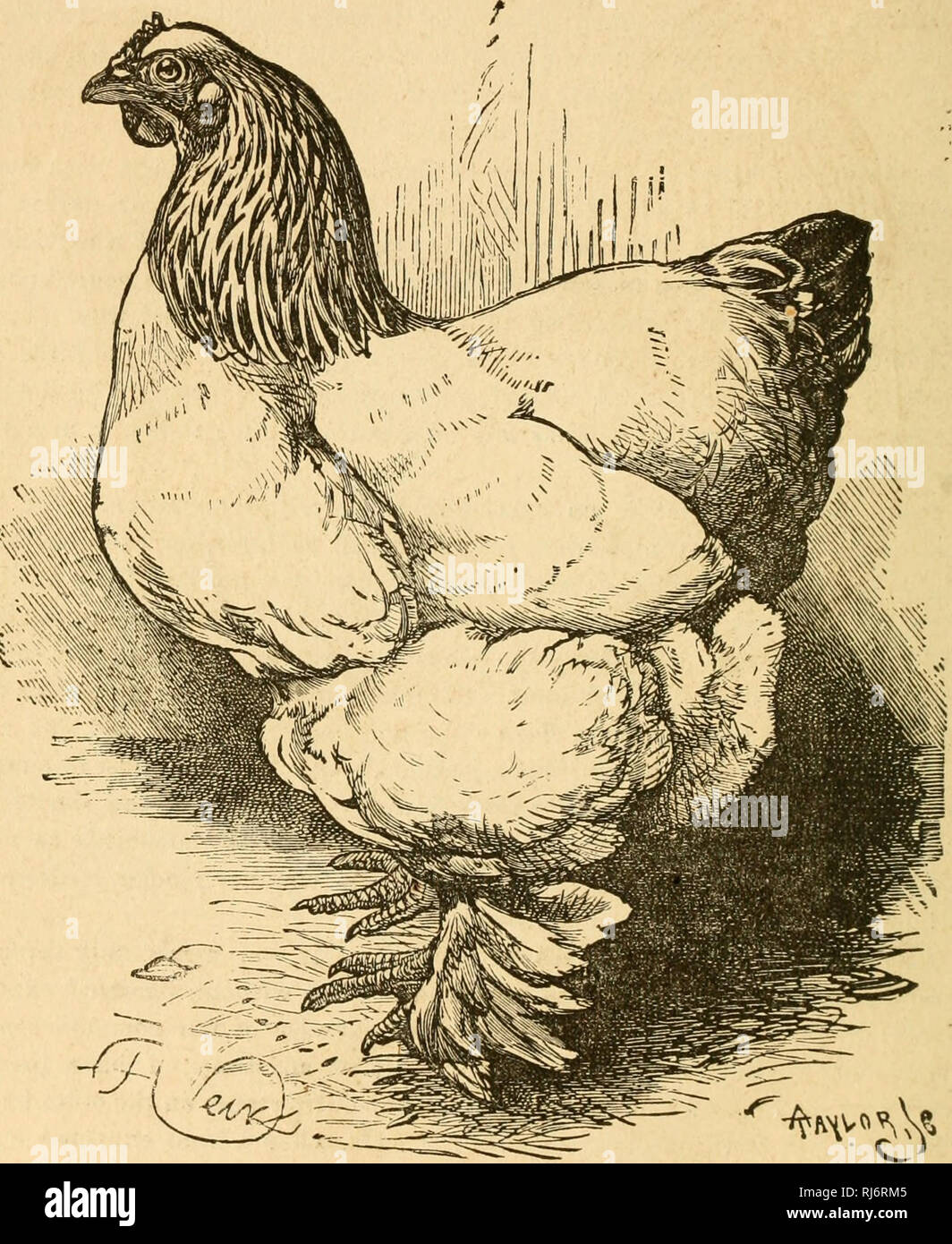 . The China fowl. Poultry. 120 THE CHINA FOWL.. ENGLISH PRIZE " LIGHT ...