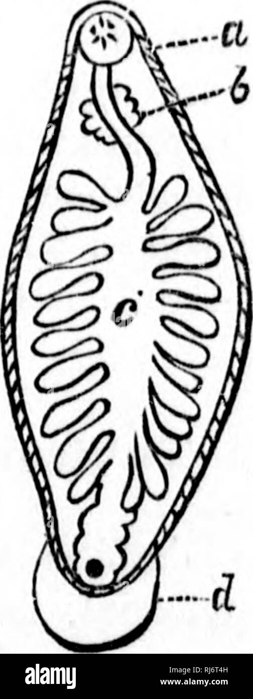 Sacculated stomach hi-res stock photography and images - Alamy