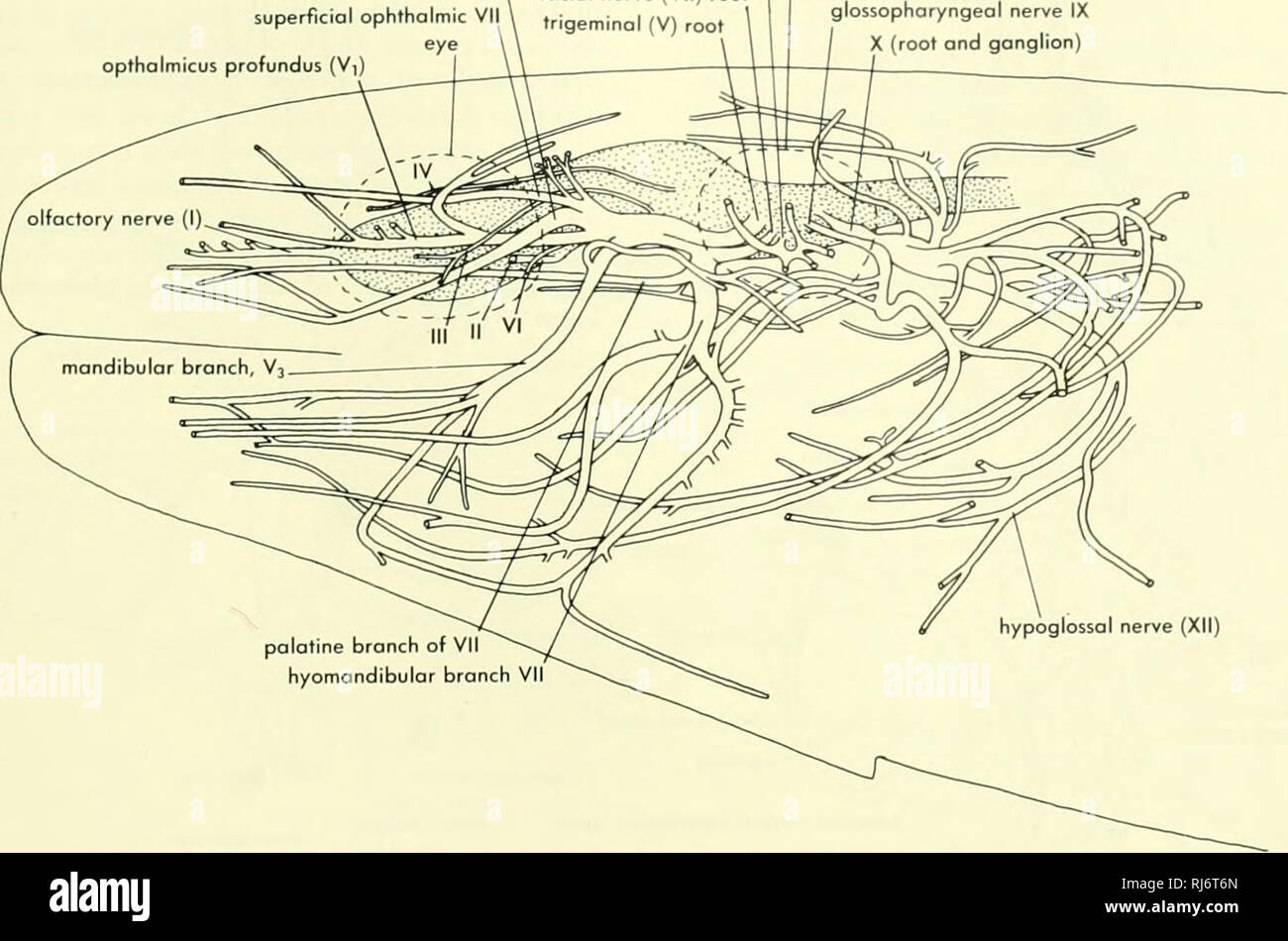 . Chordate morphology. Morphology (Animals); Chordata. ML L v/ auditory ...