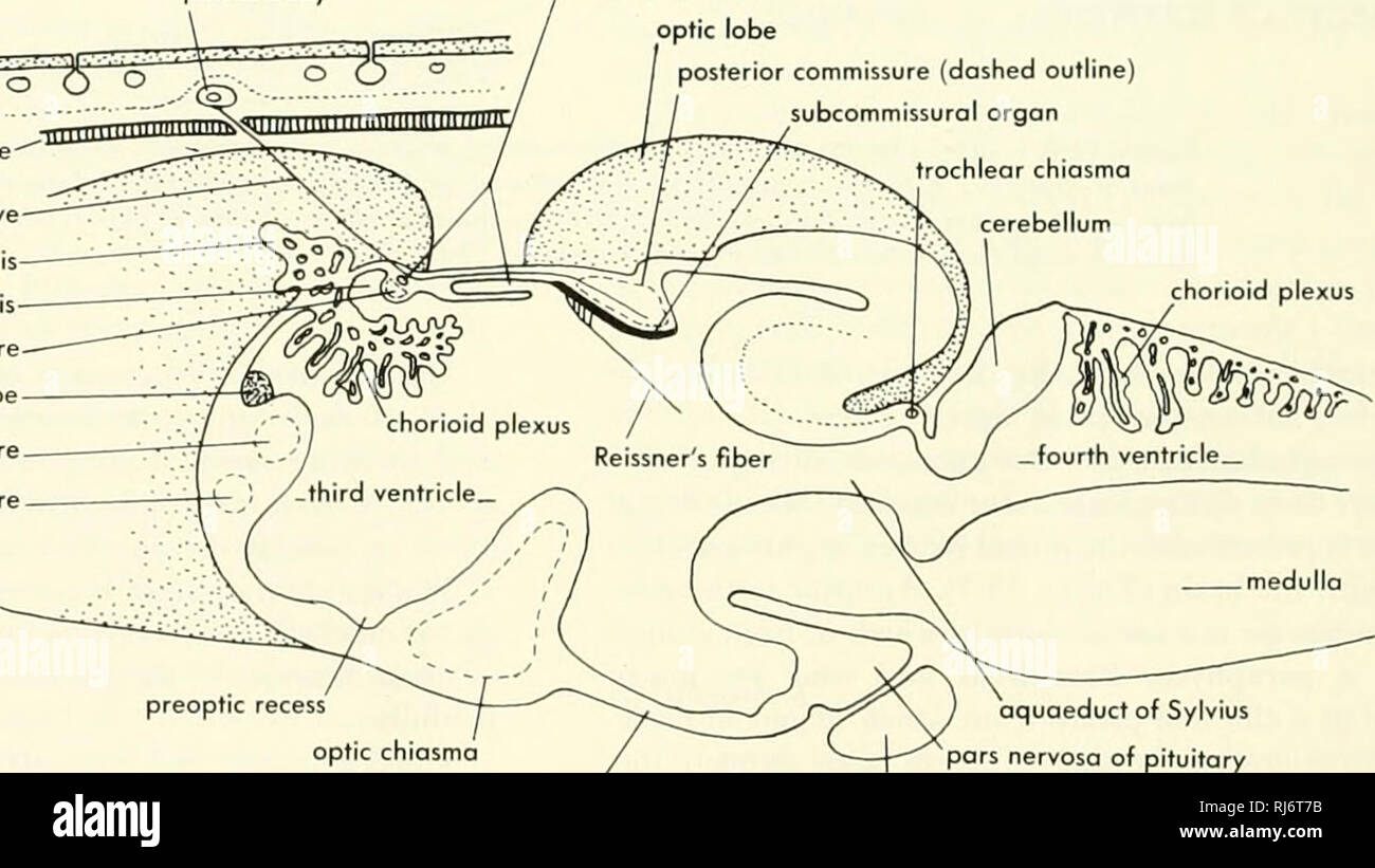 . Chordate morphology. Morphology (Animals); Chordata. olfactory nerve ...