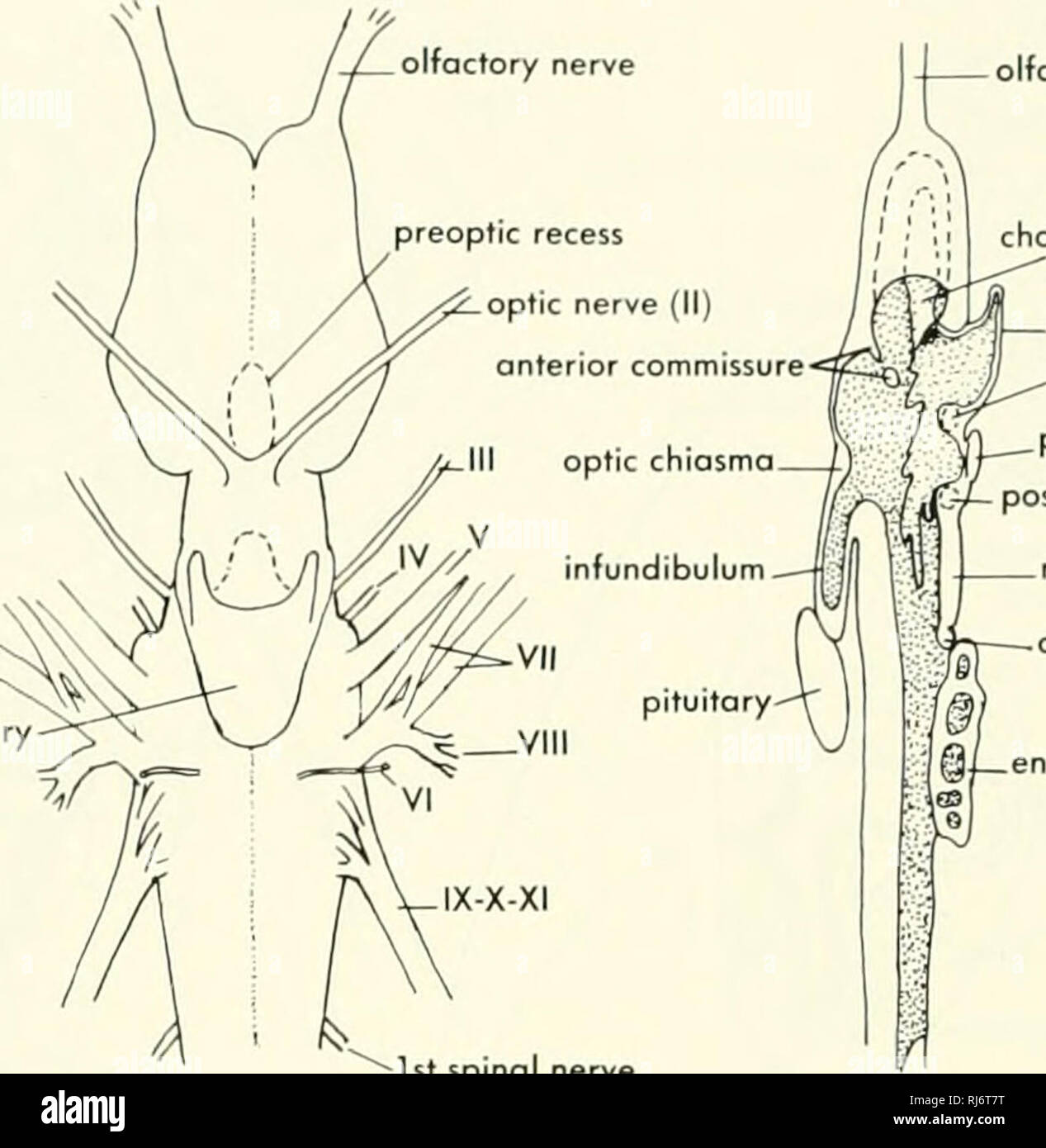 . Chordate morphology. Morphology (Animals); Chordata. pituitary X-XI ...