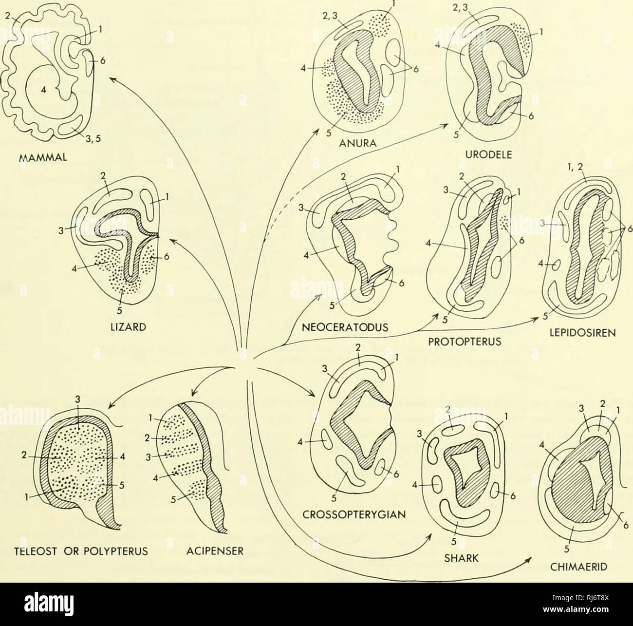 . Chordate morphology. Morphology (Animals); Chordata. TELEOST OR ...