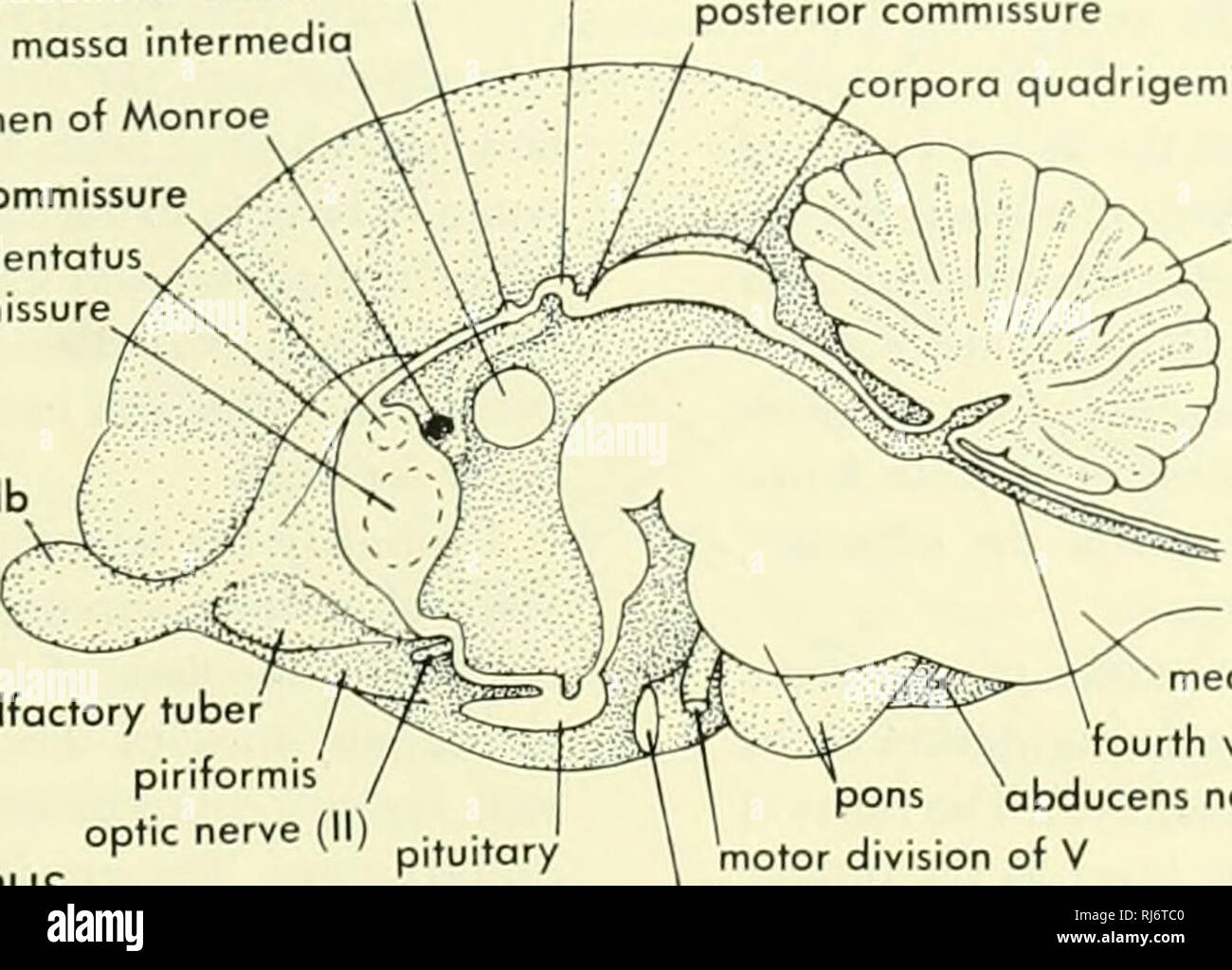 Metencephalon hi-res stock photography and images - Alamy