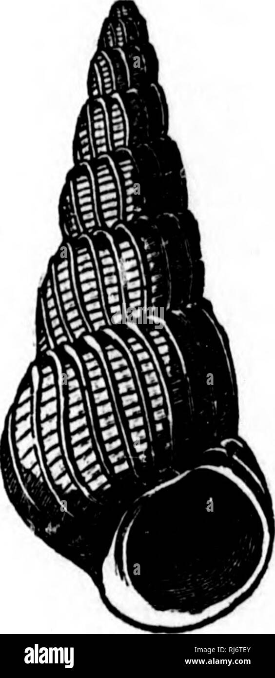 Turritella Black and White Stock Photos & Images - Alamy
