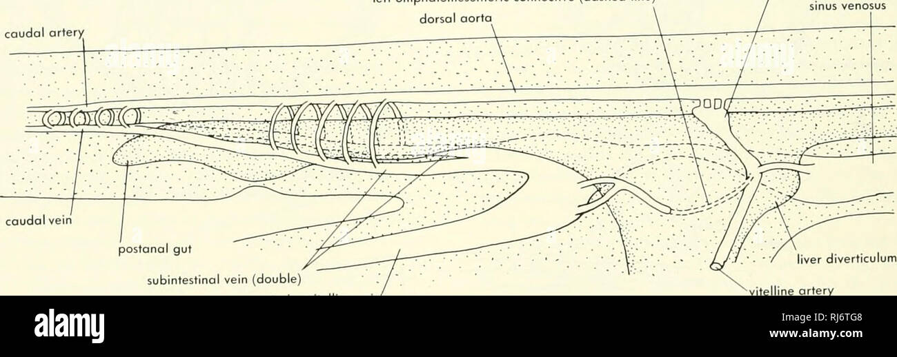 . Chordate morphology. Morphology (Animals); Chordata. itelline vein ...