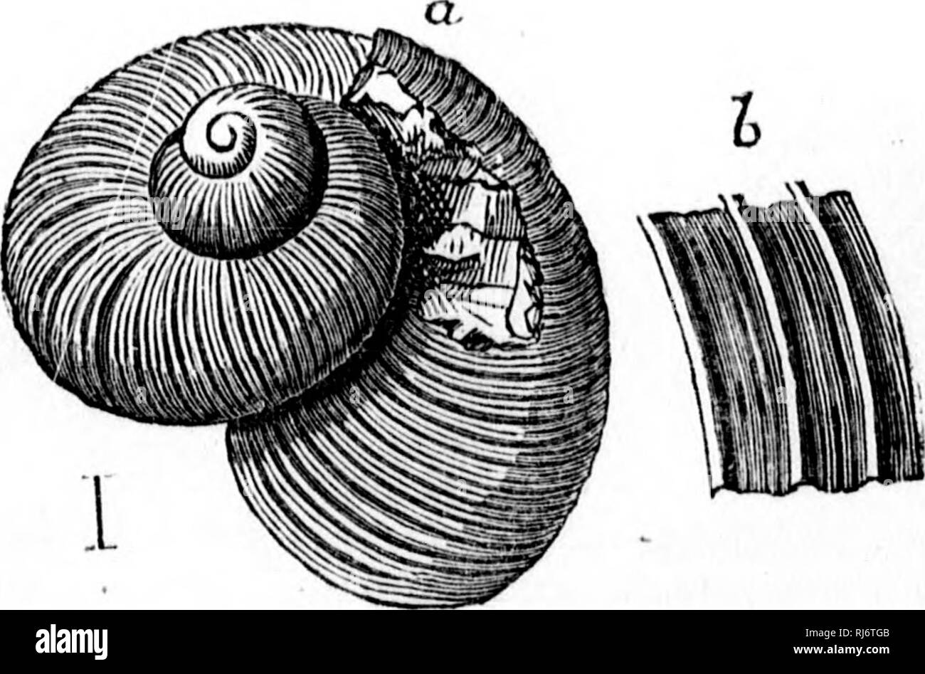 Limpet like Black and White Stock Photos & Images - Alamy