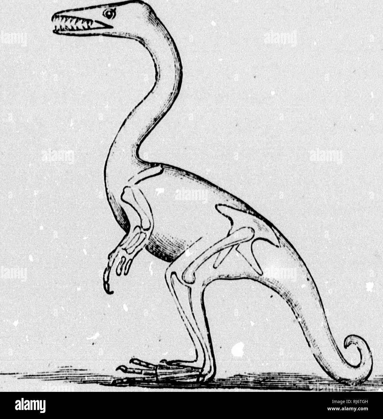 Passerine evolution Black and White Stock Photos & Images - Alamy