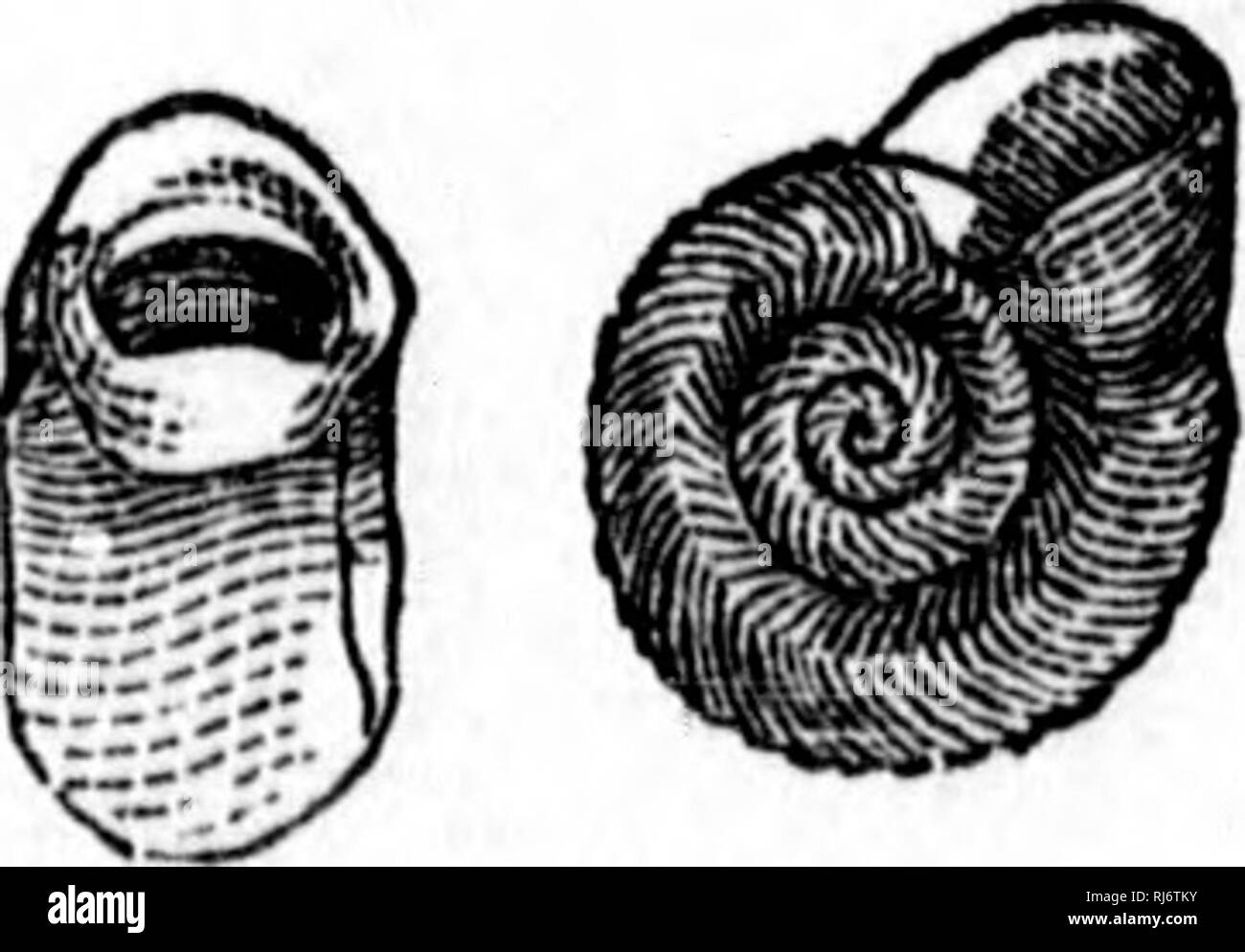 . Handbook of zoology [microform] : with examples from Canadian species ...