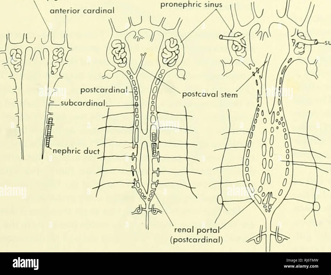. Chordate morphology. Morphology (Animals); Chordata. Anteriorly the ...