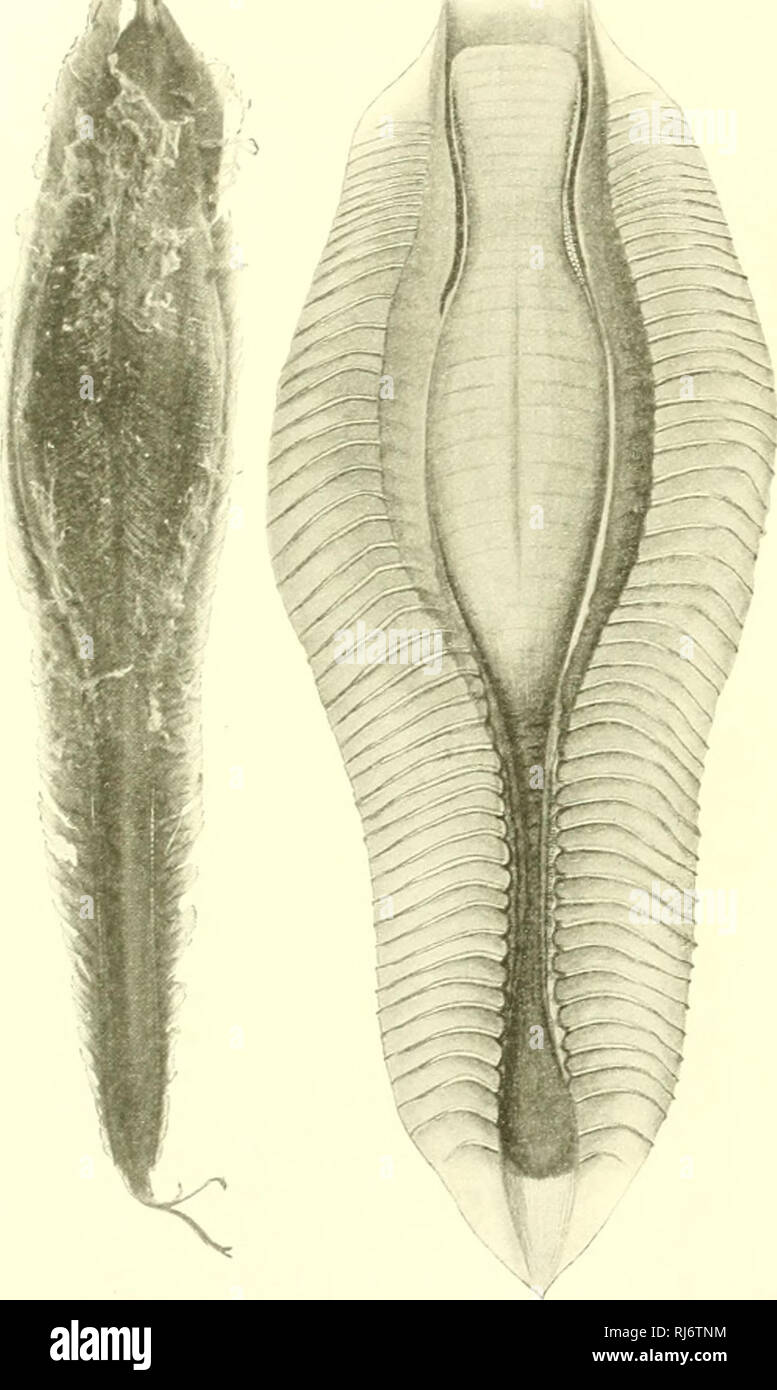 . Chimæroid fishes and their development. Fishes; Chimaeridae. 36 CHIM ...