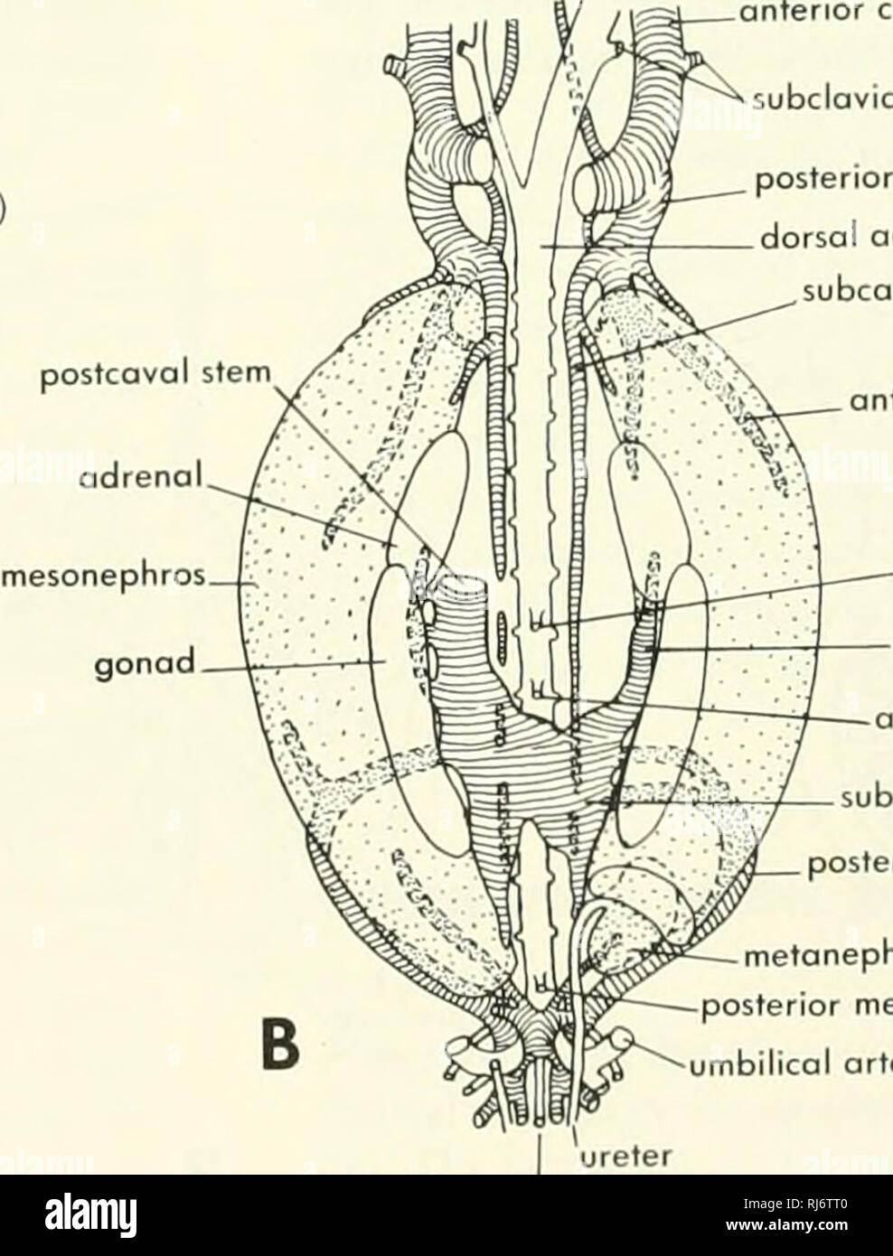 . Chordate morphology. Morphology (Animals); Chordata. subcardinal ...