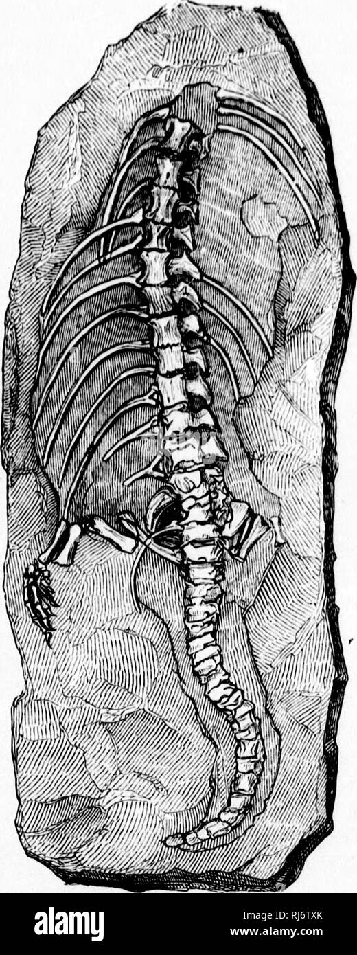 Permian animals Black and White Stock Photos & Images - Alamy