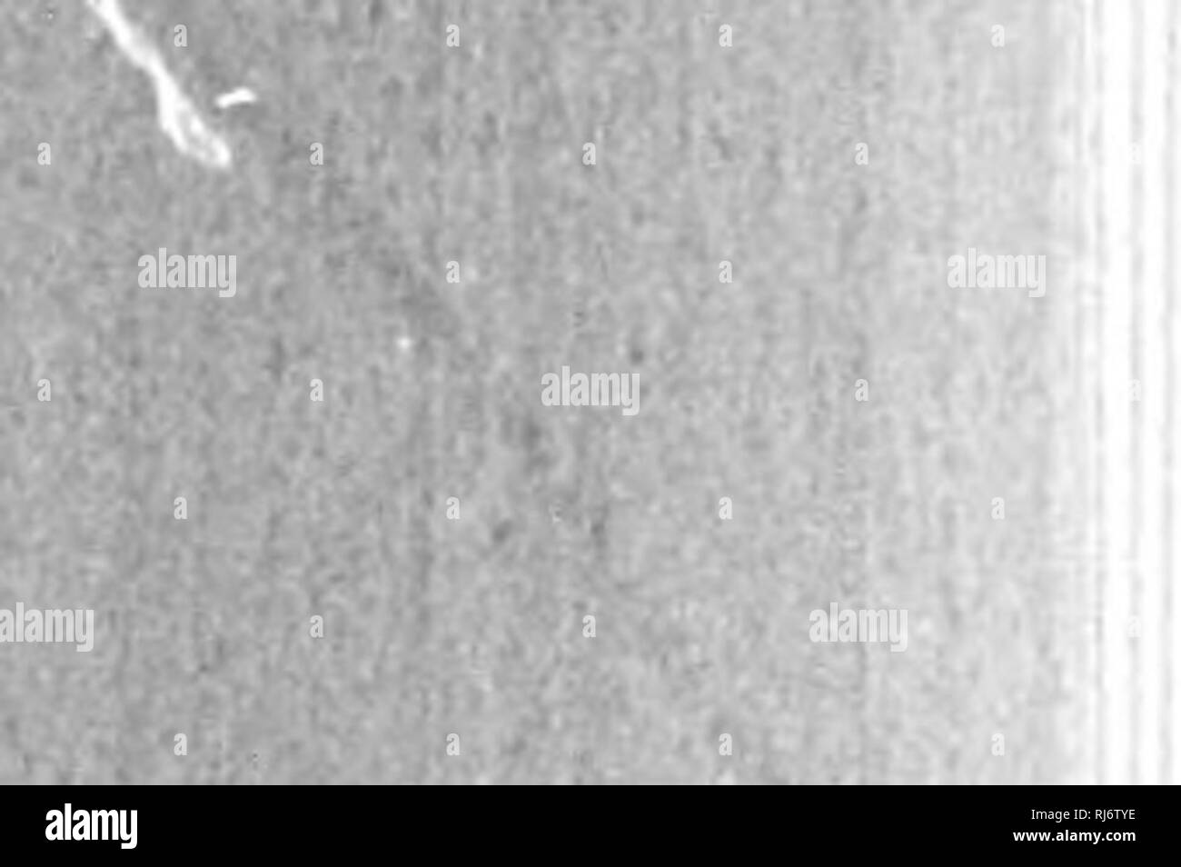 Quadrumana Black and White Stock Photos & Images - Alamy