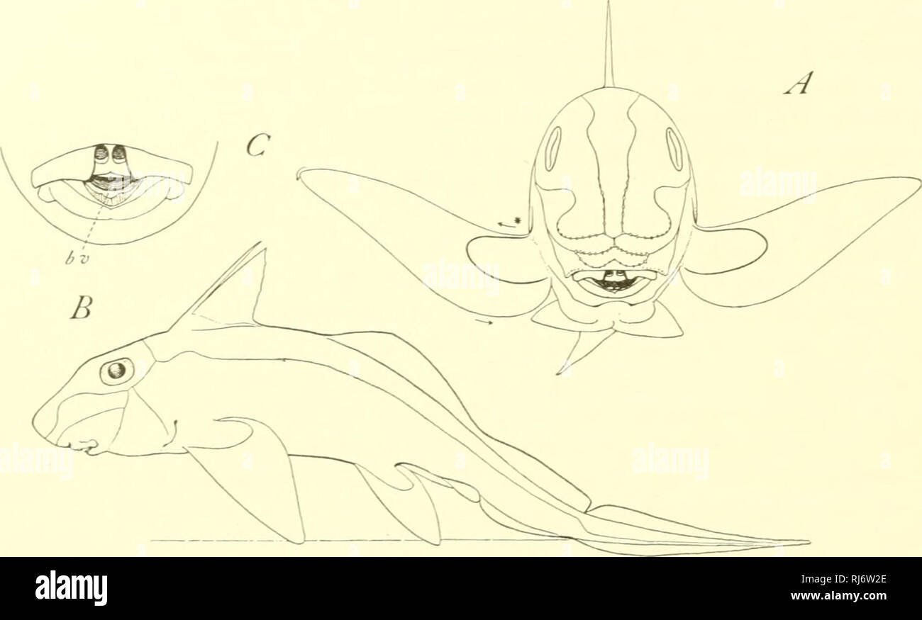 . ChimÃ¦roid fishes and their development. Fishes; Chimaeridae. i6 CHBL ...