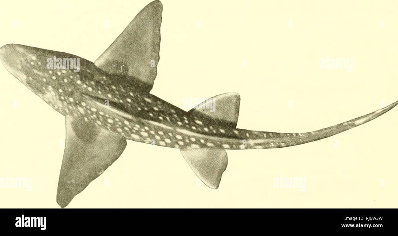 Chimaeroid hi-res stock photography and images - Alamy