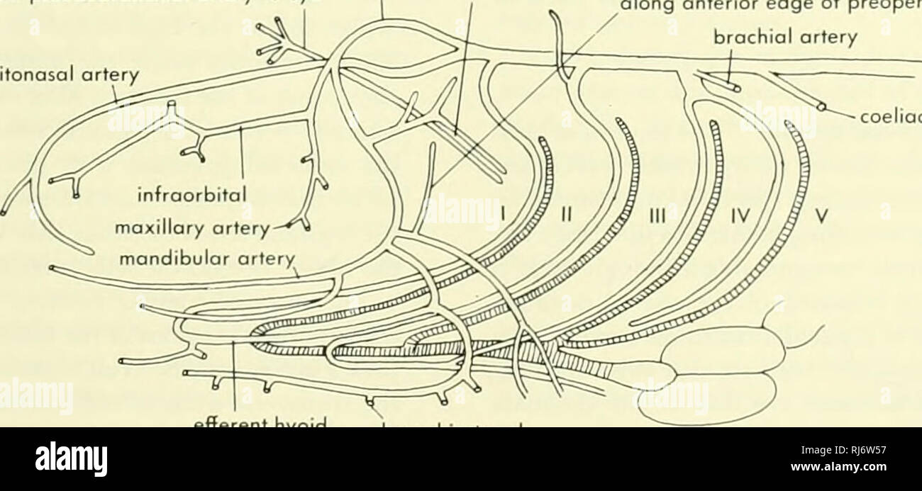 Laminar Blood Flow Seen In A Brachial Artery Ultrasound
