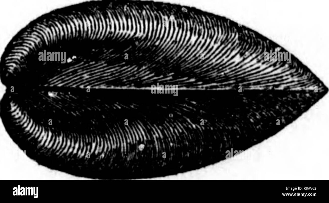 . Handbook of zoology [microform] : with examples from Canadian species ...