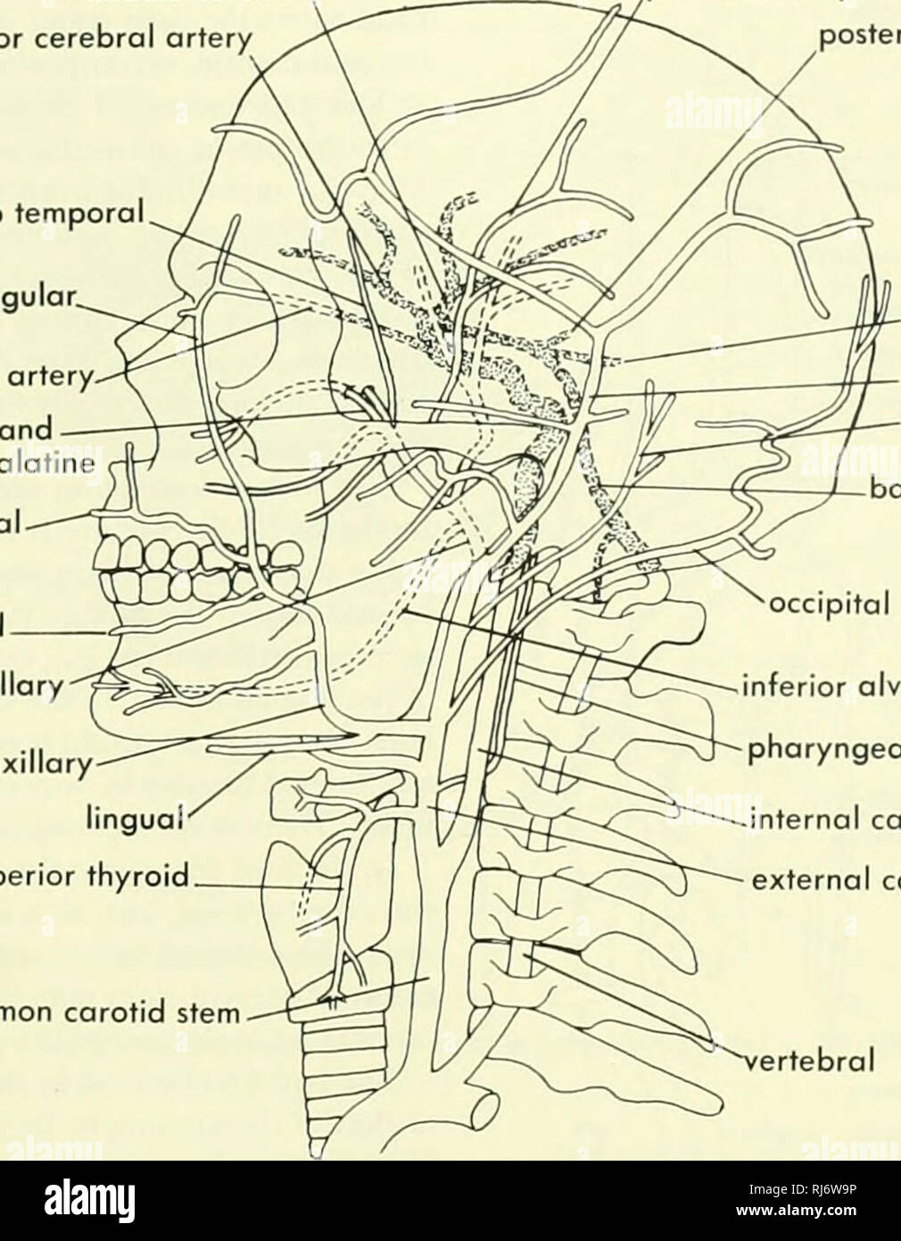Angular artery hi-res stock photography and images - Alamy