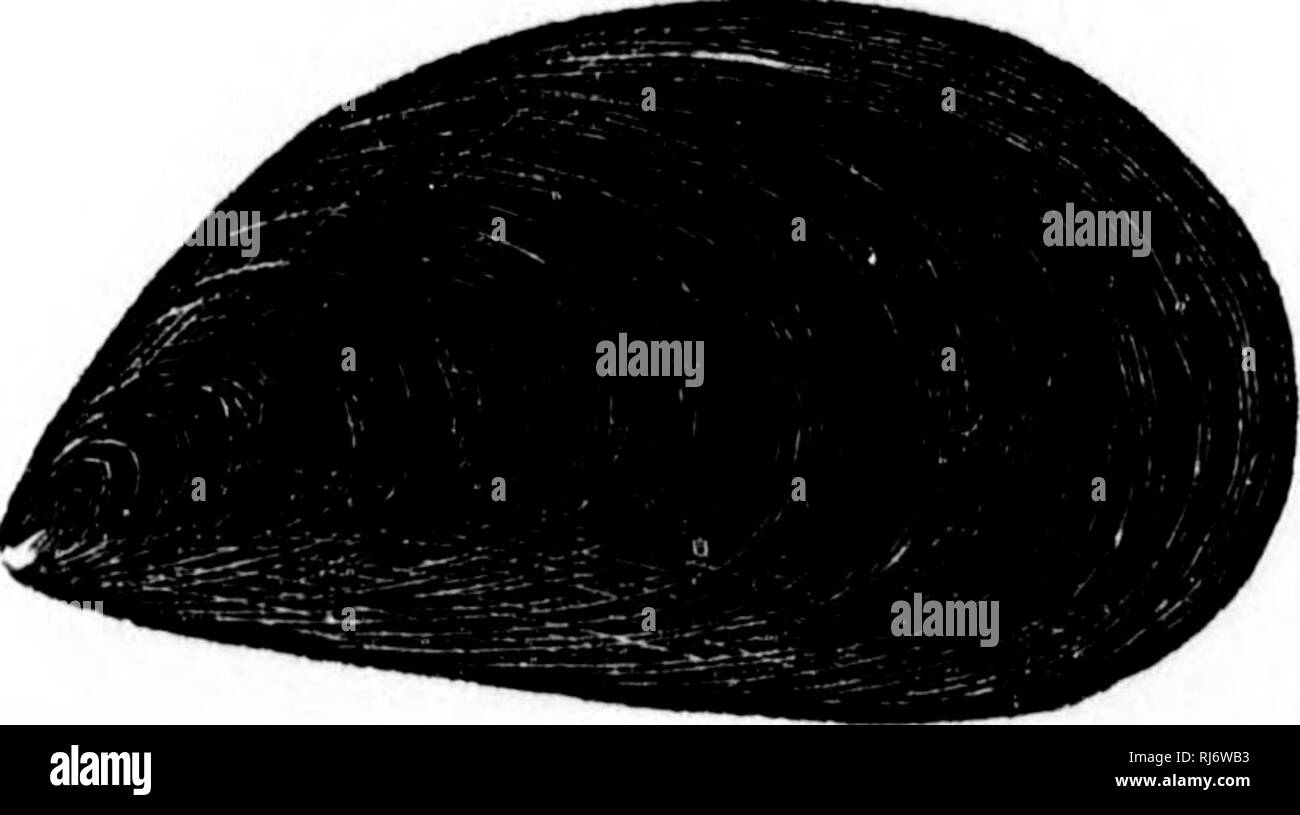 Common mussel mytilus edulis closed Black and White Stock Photos ...