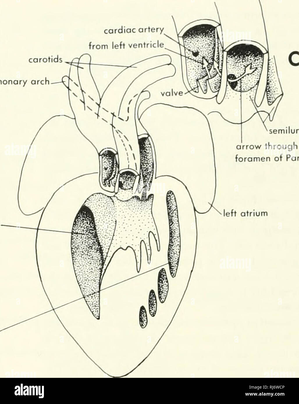 . Chordate morphology. Morphology (Animals); Chordata. right anterior ...
