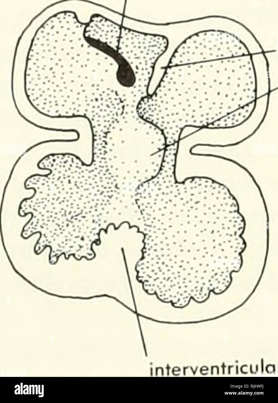 . Chordate morphology. Morphology (Animals); Chordata. B ...