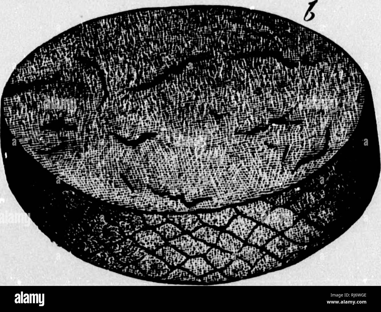 Sphenophyllum hi-res stock photography and images - Alamy